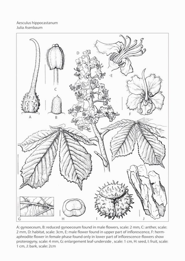 Botanic Drawing & Painting (Beginners to Intermediate) - Putney School ...