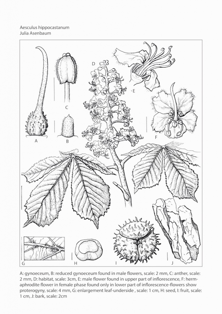 Botanic Drawing & Painting (Beginners to Intermediate) - Putney School ...