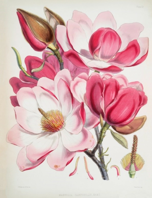 Botanic Drawing & Painting (Beginners to Intermediate) - Putney School ...