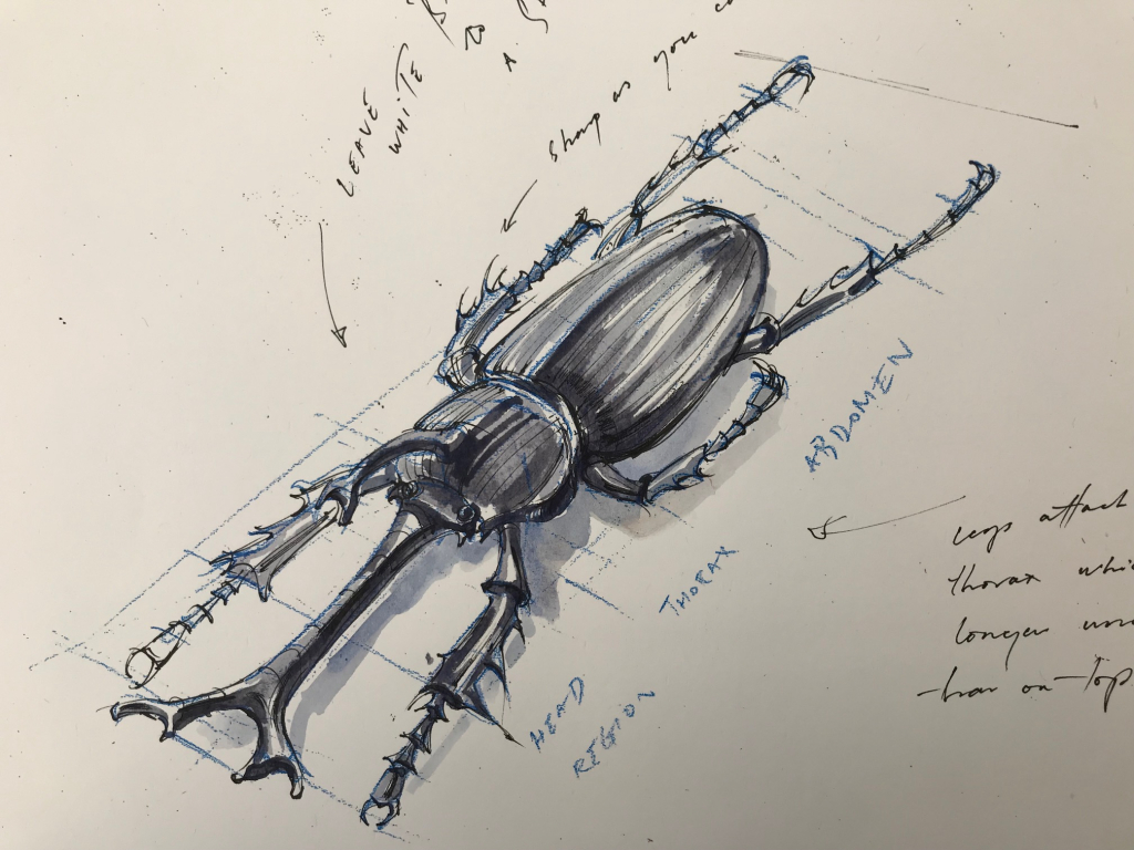 Botanical Drawings & Illustration (Absolute Beginners and Continuing ...