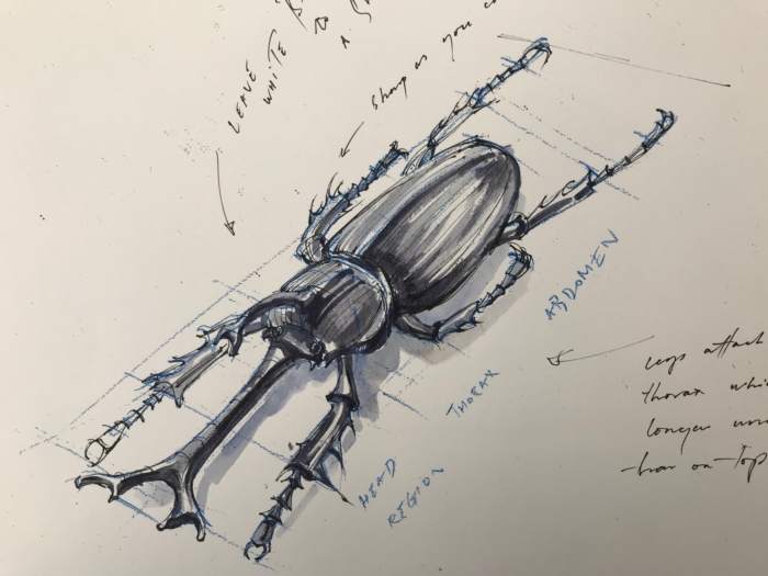 Botanical Drawings & Illustration (Absolute Beginners and Continuing ...